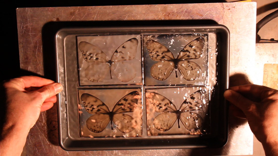 Camera-less photography: techniques - Victoria and Albert Museum