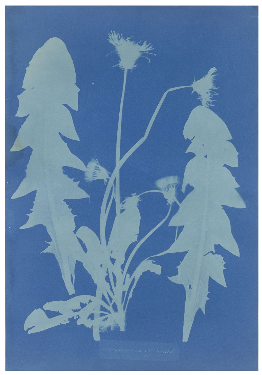 A blueprint for the future: Cyanotypes by Anna Atkins • V&A Blog
