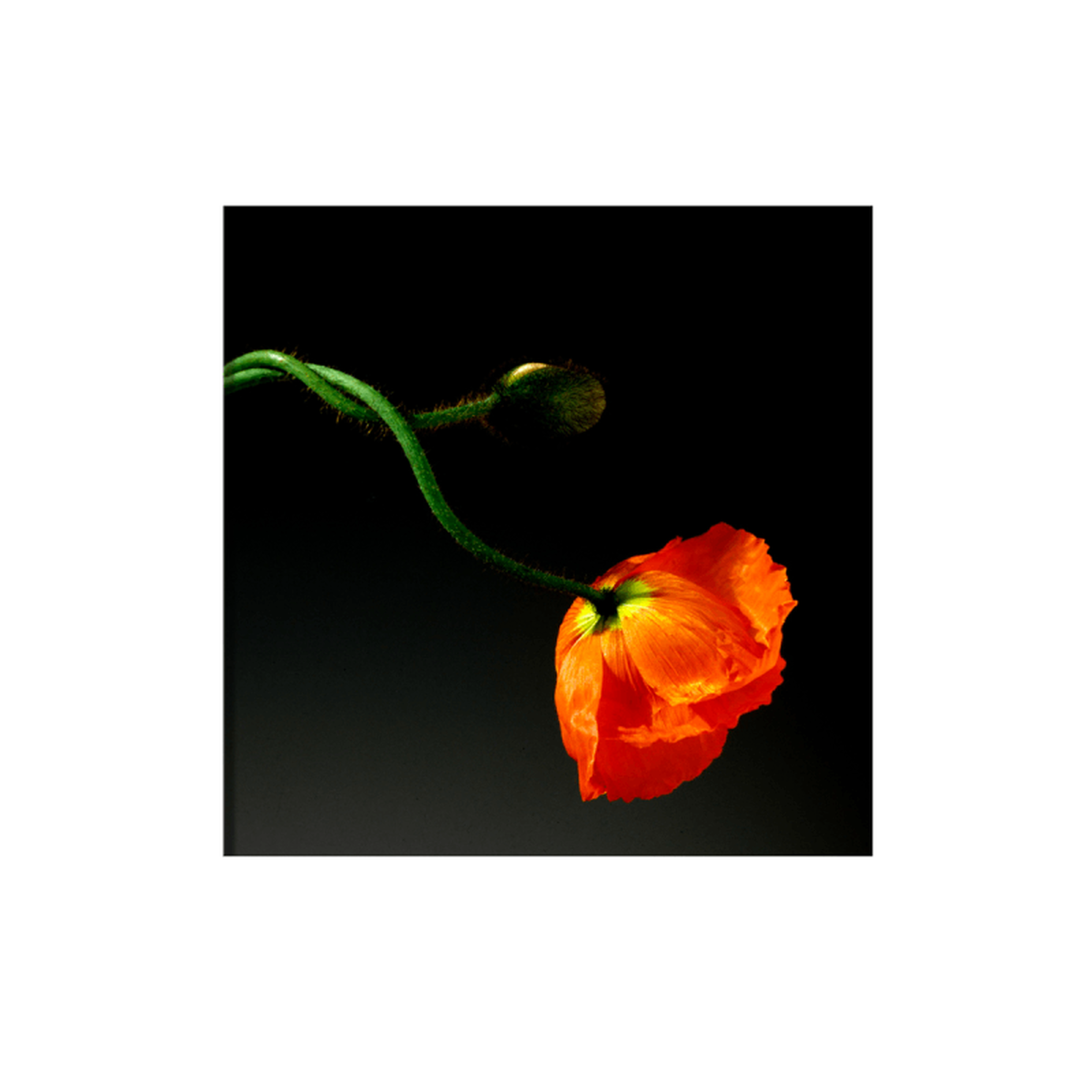 Poppy magnet | Home accessories | V&A Shop